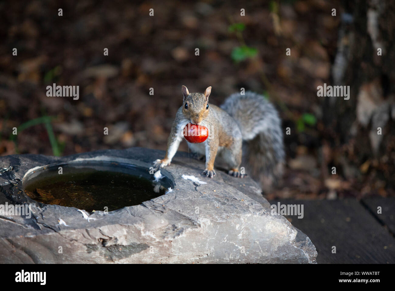 A grey squirrel in a suburban garden in south London carries a conker ...