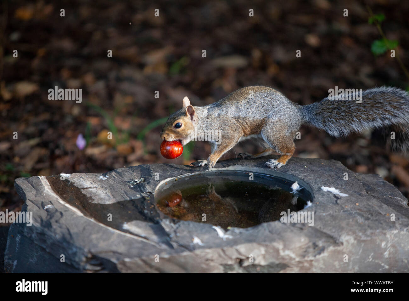 Meterological autumn hi-res stock photography and images - Alamy