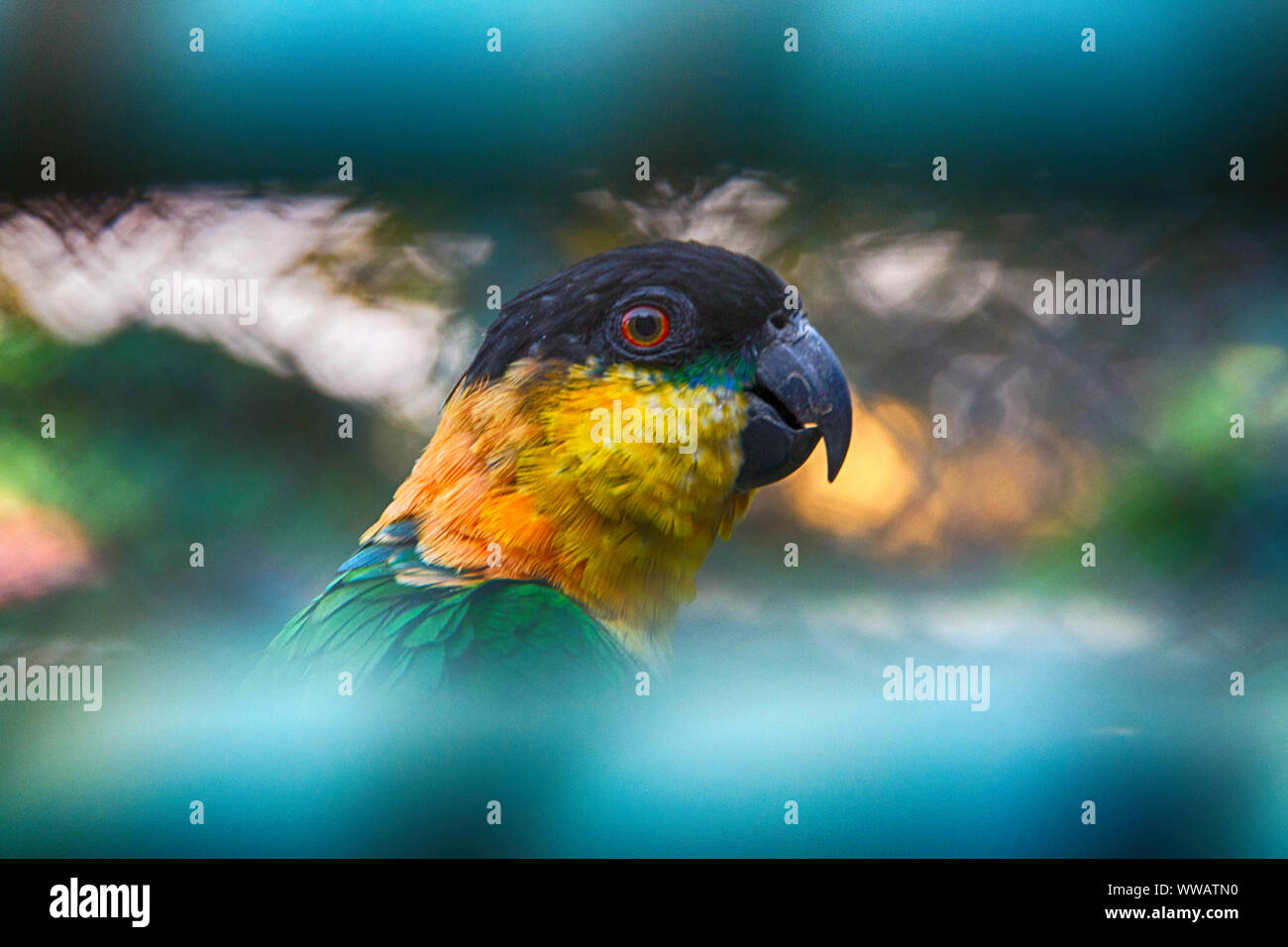 Black capped parrot hi-res stock photography and images - Alamy