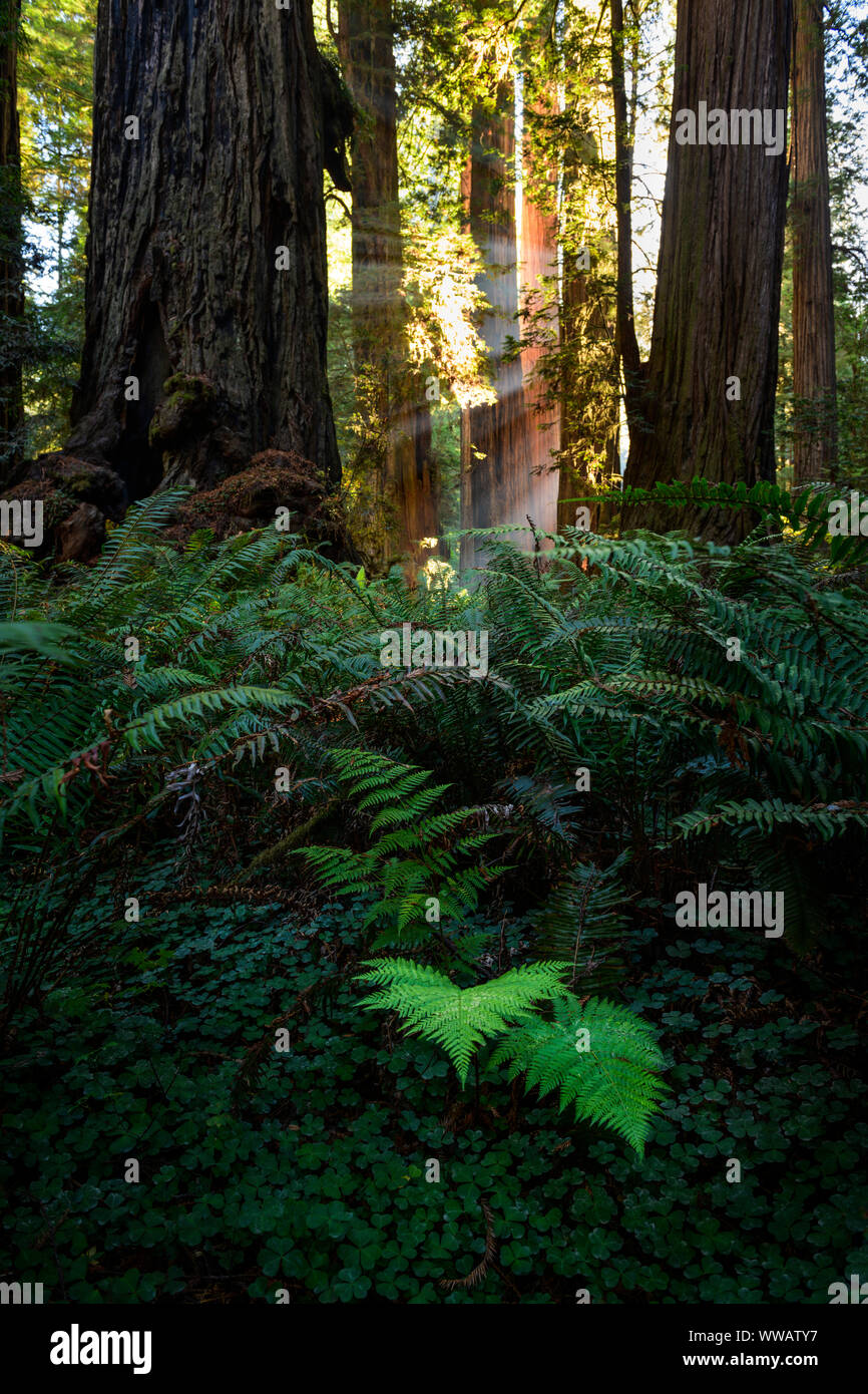 Giant Sequoia High Resolution Stock Photography and Images - Alamy