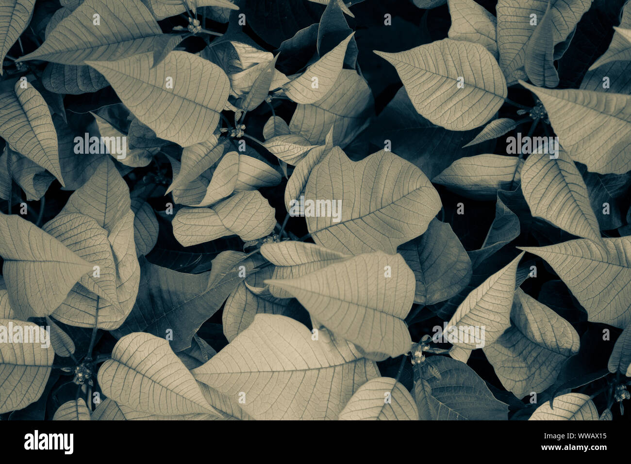 Beautiful leaf pattern. Natural background Stock Photo - Alamy