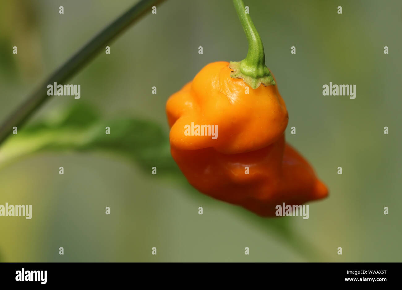 Fresh orange chili pepper hi-res stock photography and images - Alamy