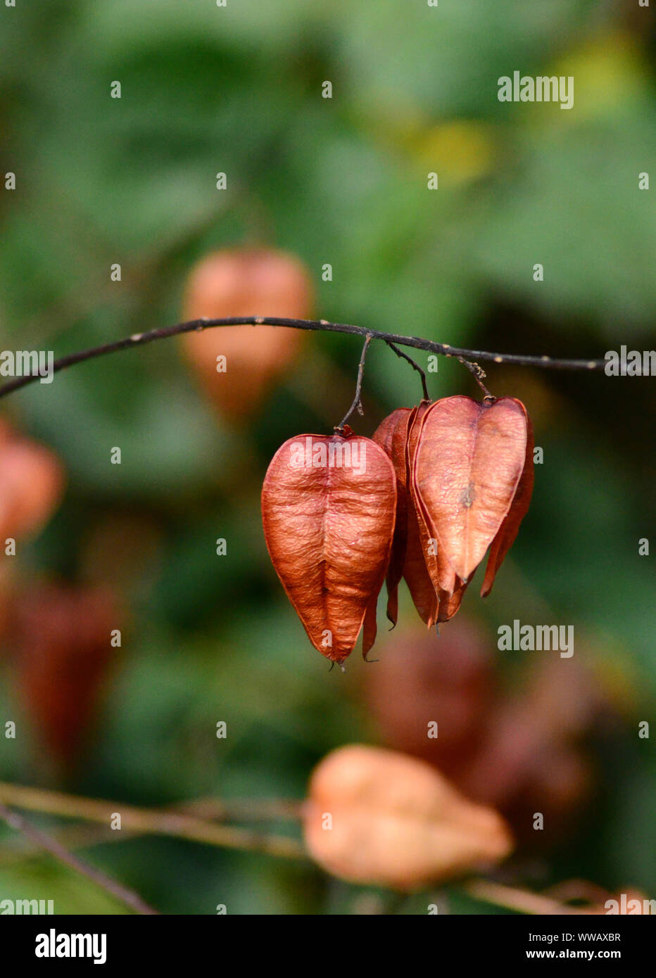 Goldenrain Tree Seeds