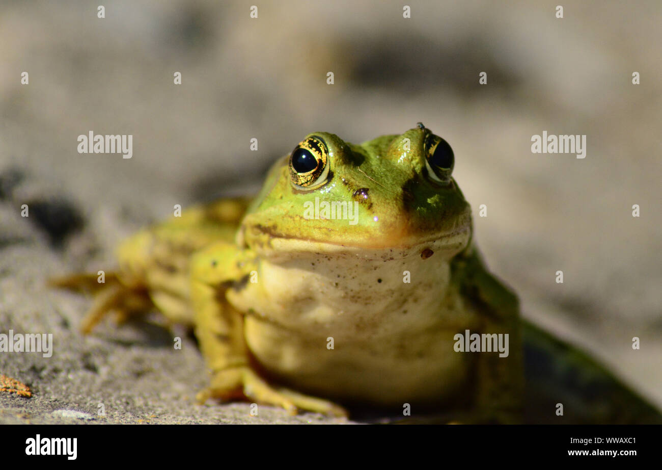 Pool Frog basking in sunshine, Romania Wildlife Stock Photo - Alamy
