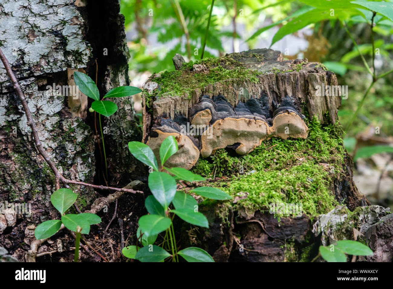 Fungi on tree roots hi-res stock photography and images - Alamy