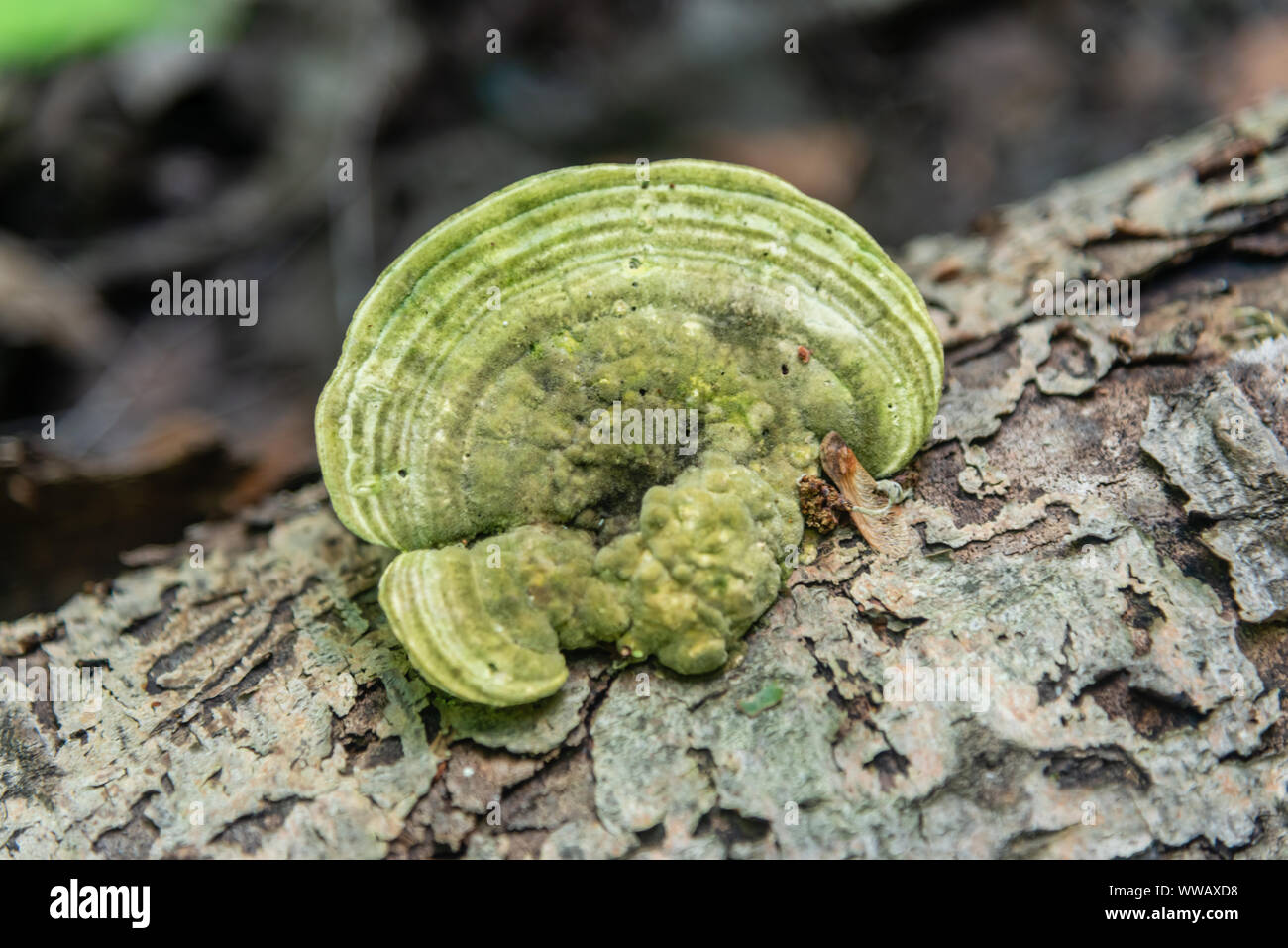 Fungi on tree roots hi-res stock photography and images - Alamy