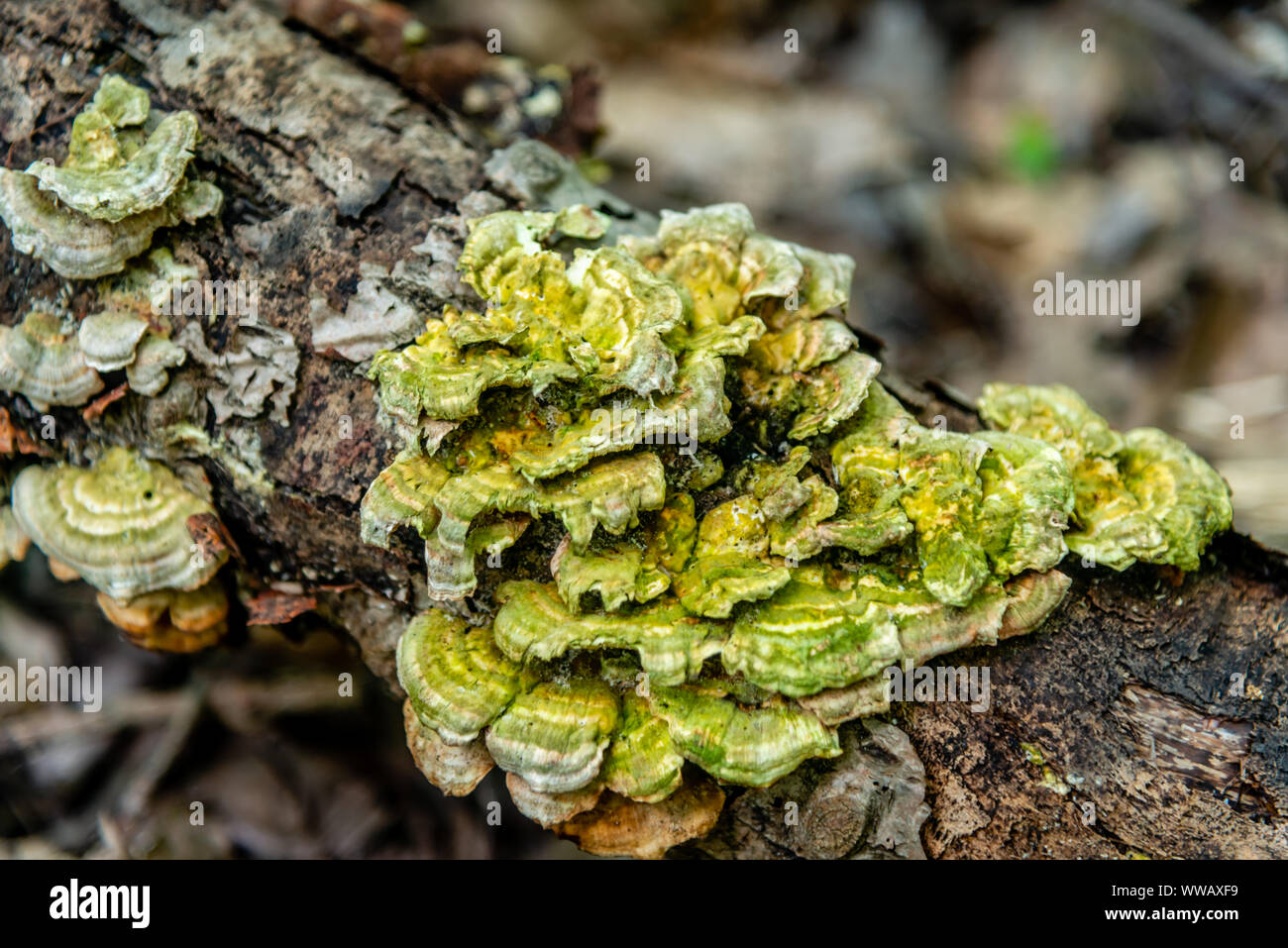 Fungi on tree roots hi-res stock photography and images - Alamy