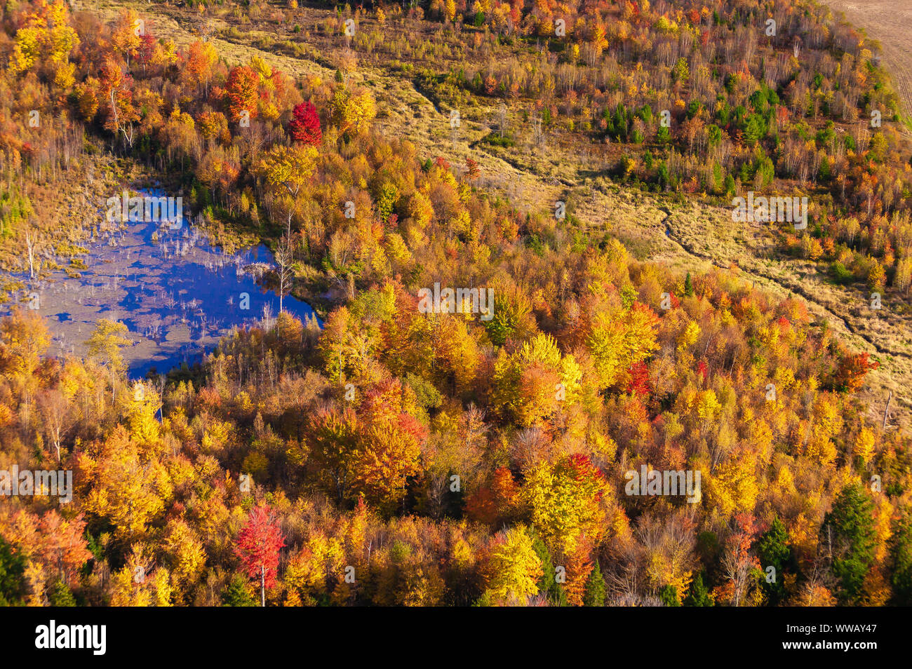 Aerial view of colorful trees on an autumn afternoon Stock Photo - Alamy