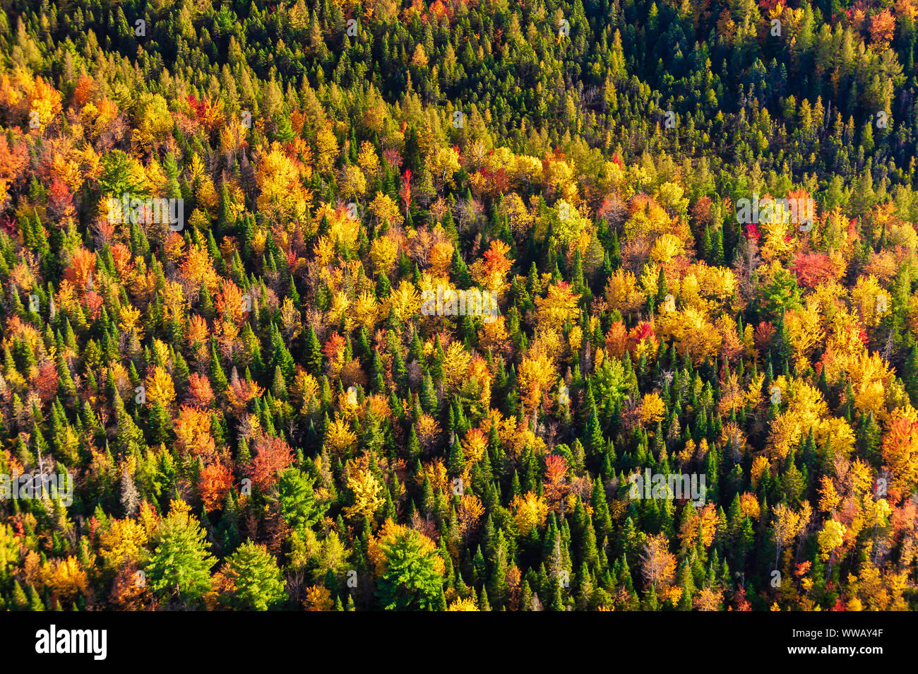 Aerial view of colorful trees on an autumn afternoon Stock Photo - Alamy