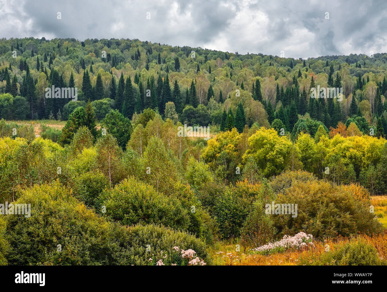 Approaching autumn over hills with dense deciduous and coniferous ...