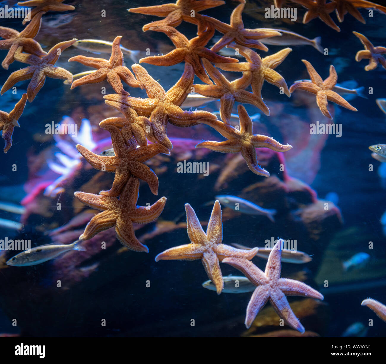 Starfish or sea stars are star-shaped echinoderms belonging to the ...