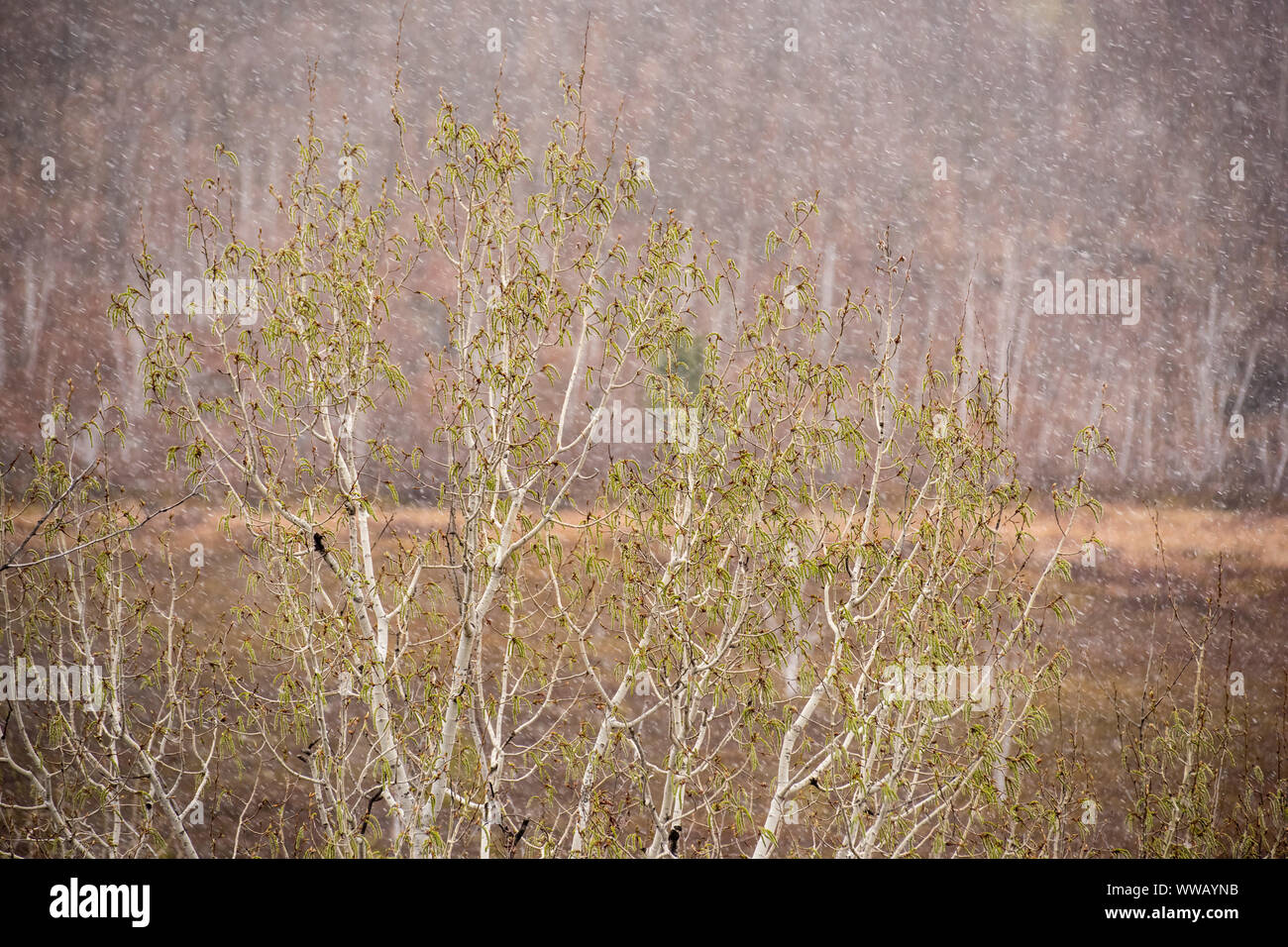 Early spring forest with snow squall, Greater Sudbury, Ontario, Canada ...