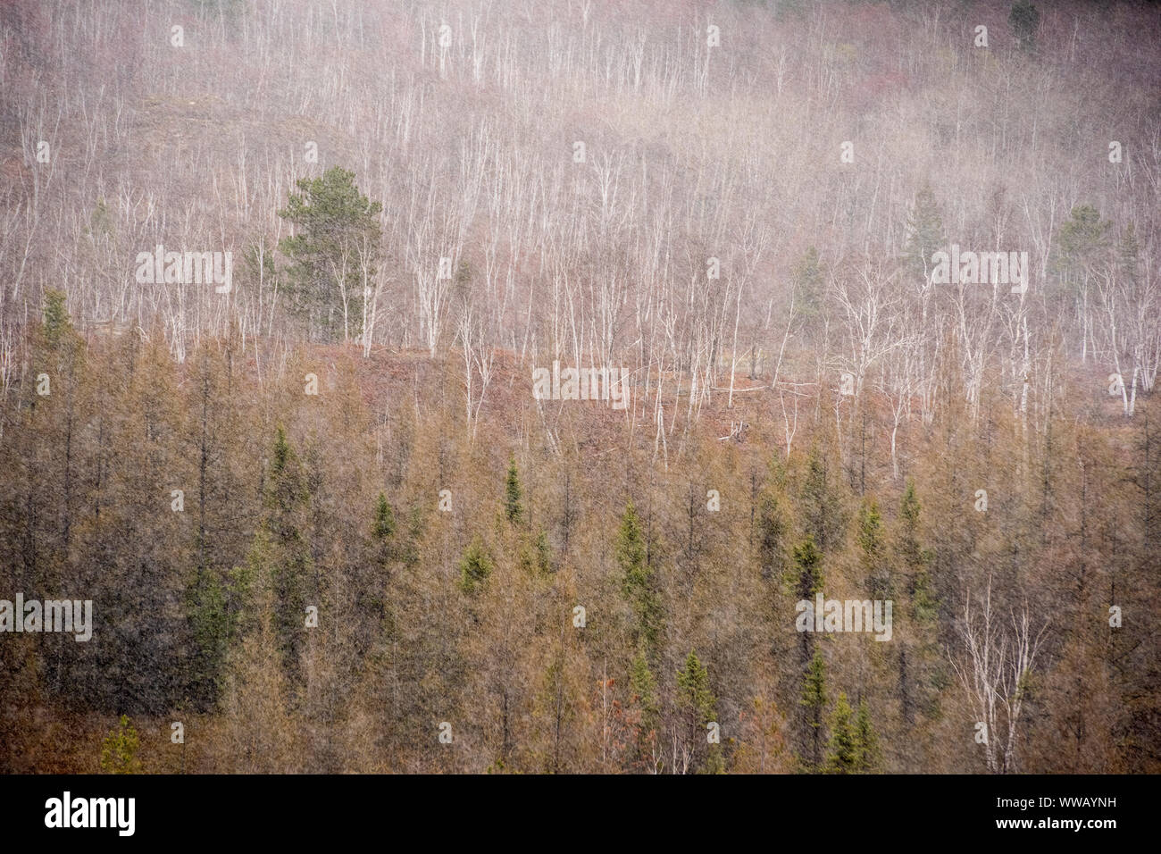 Early spring forest with snow squall, Greater Sudbury, Ontario, Canada ...