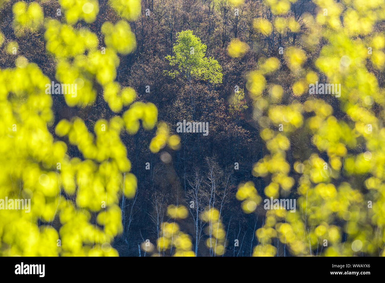Emerging spring foliage in aspen trees with surrounding birch tree ...