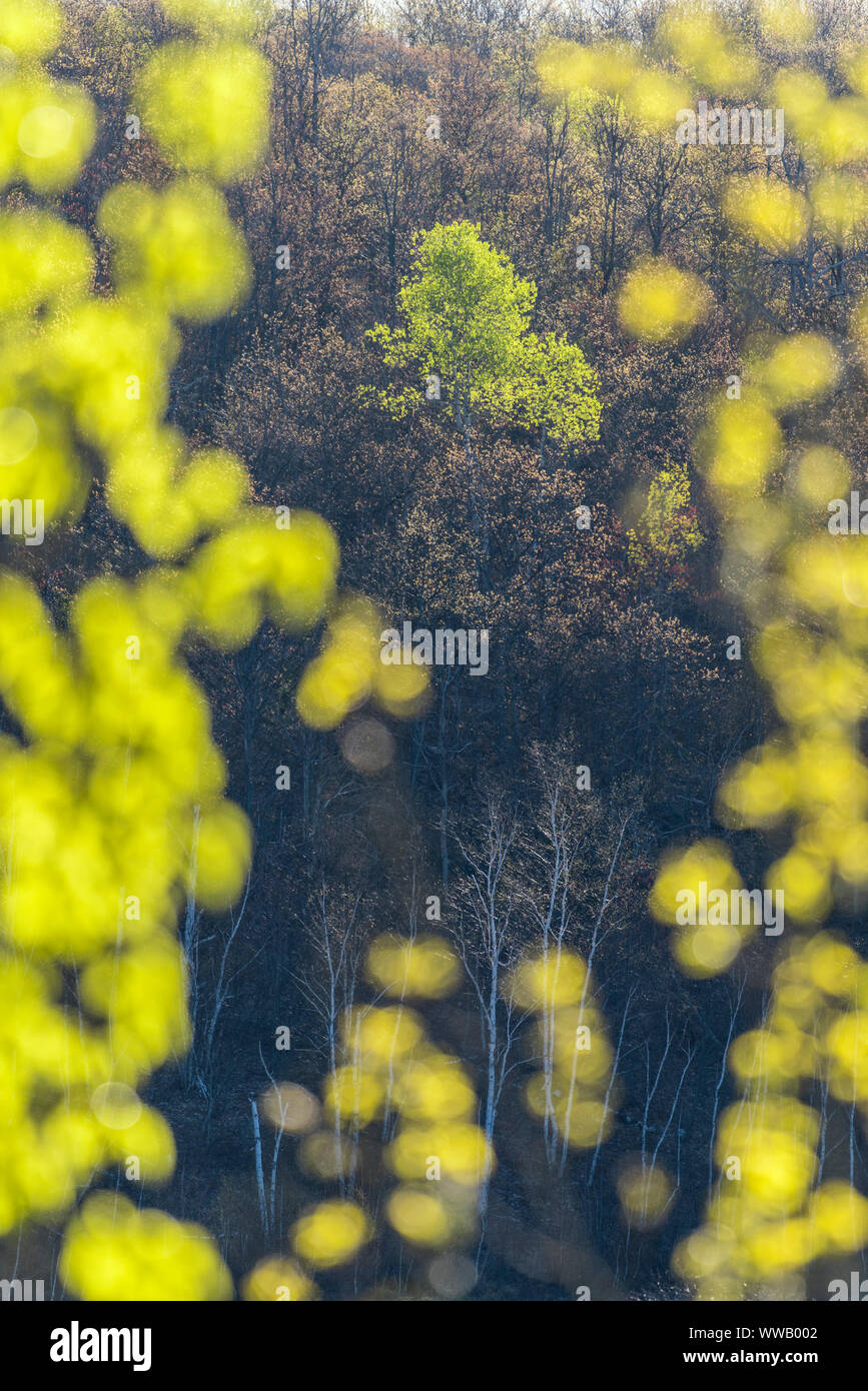 Emerging spring foliage in aspen trees with surrounding birch tree ...