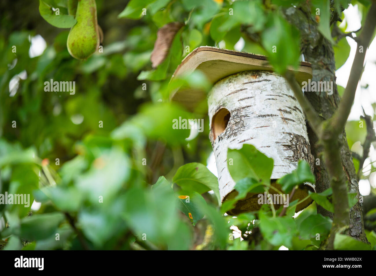 a bird house is hidden deep in a tree so that the birds can nest Stock ...