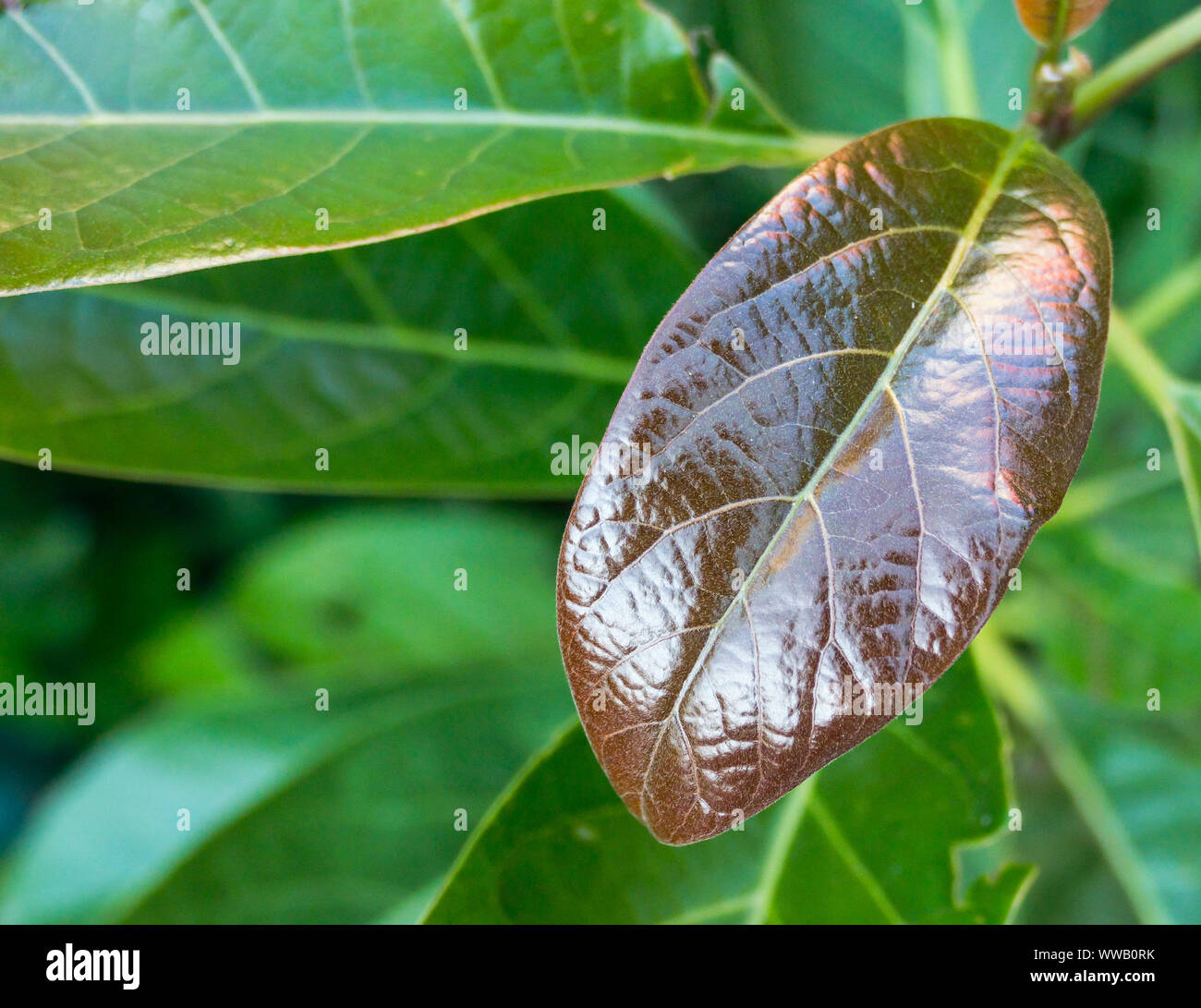 Detail of new leaf of avocado tree persea Stock Photo - Alamy
