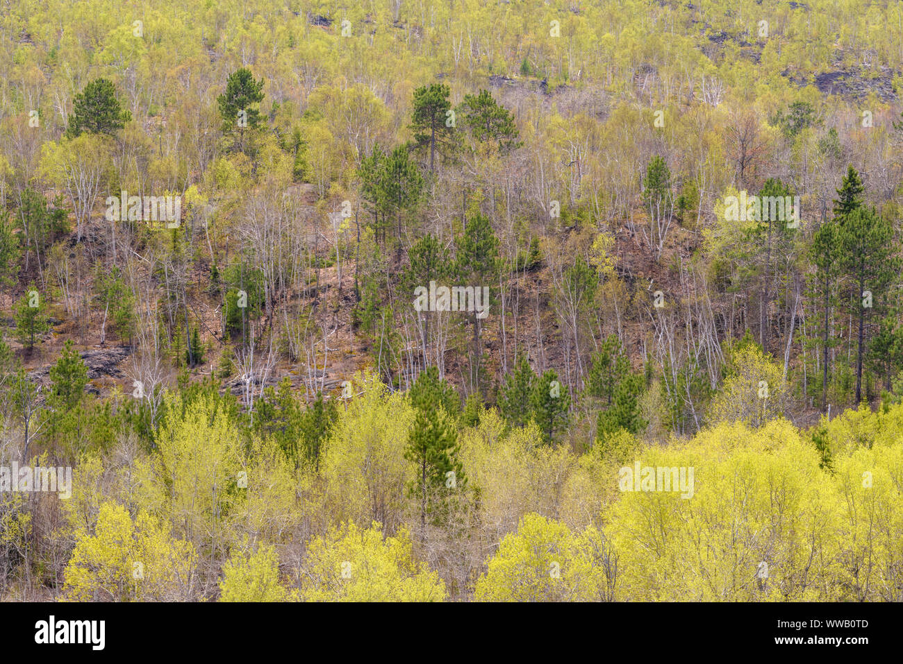 Emerging spring foliage in a mixed birch, aspen and pine forest ...