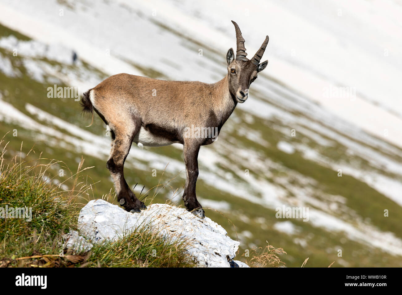 Female Ibex (Ibex capra) standing on a rock in its natural habitat ...
