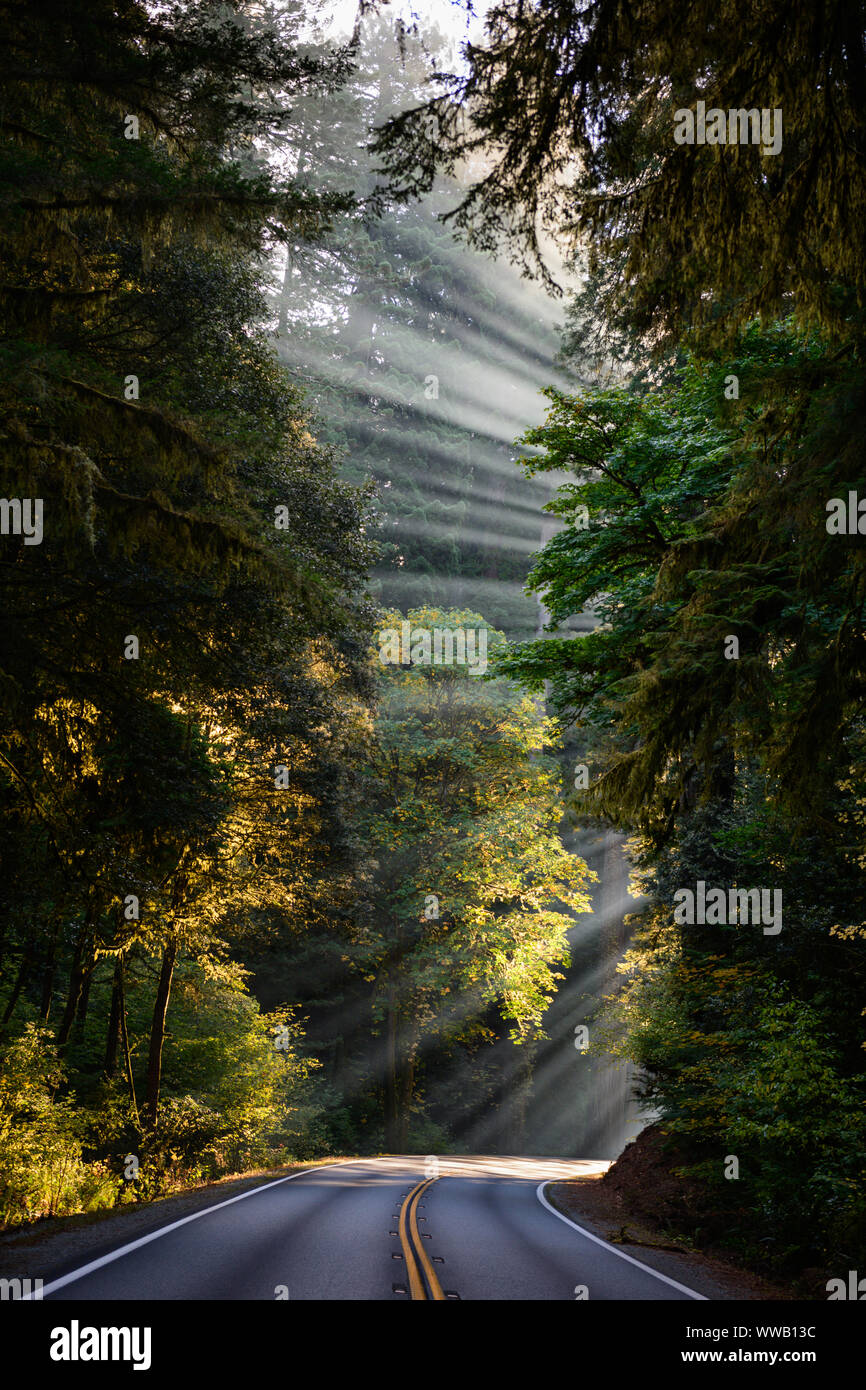 Coast Redwood Tree High Resolution Stock Photography and Images - Alamy