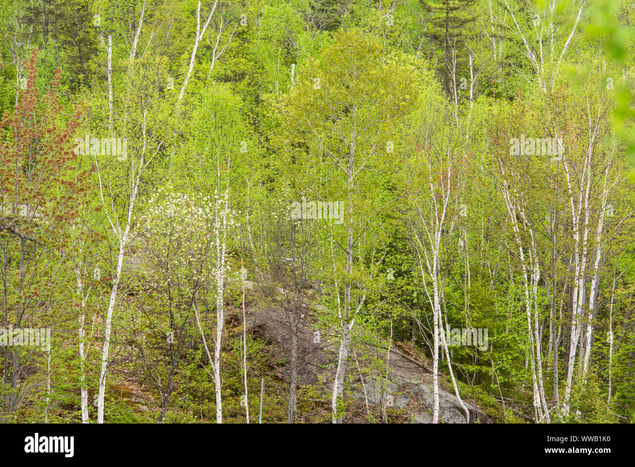 A hillside of birch trees in spring, overlooking Junction Creek ...