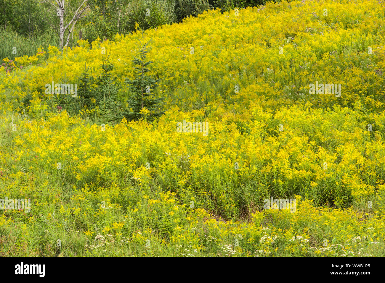 Canada native plants hi-res stock photography and images - Alamy