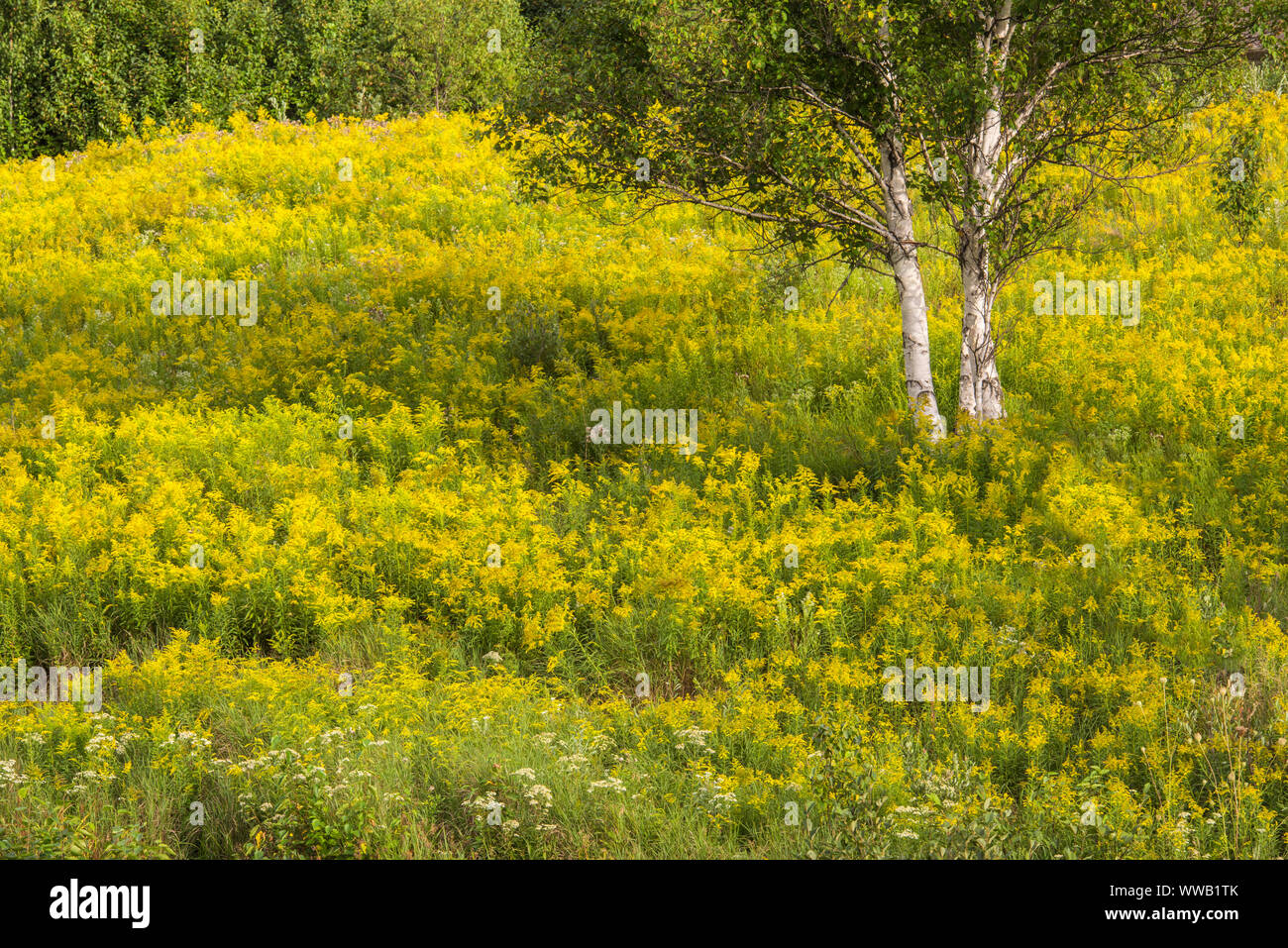 Flowering goldenrod with a birch tree in a field, Greater Sudbury ...