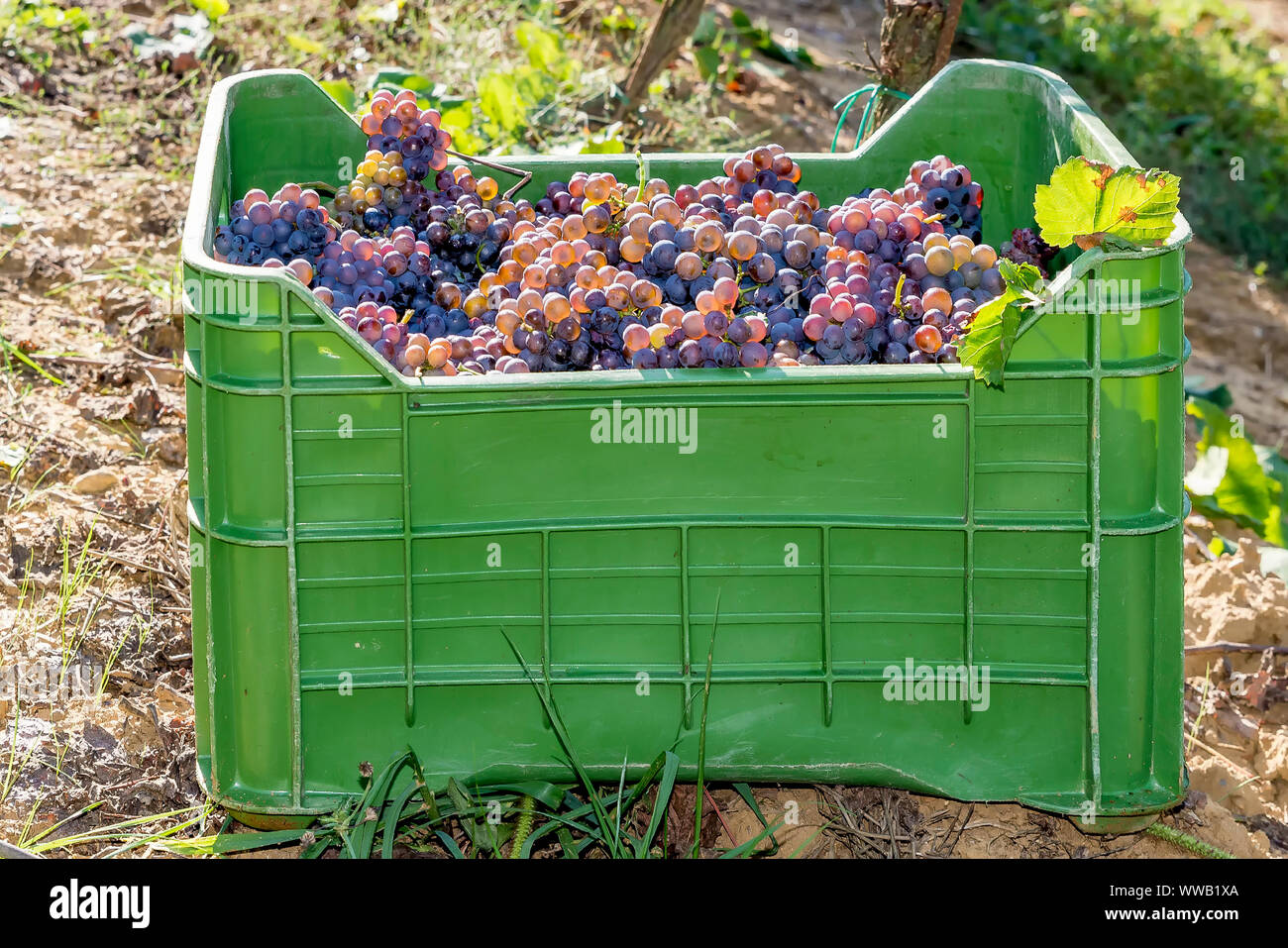 Grapes plastic box hi-res stock photography and images - Alamy