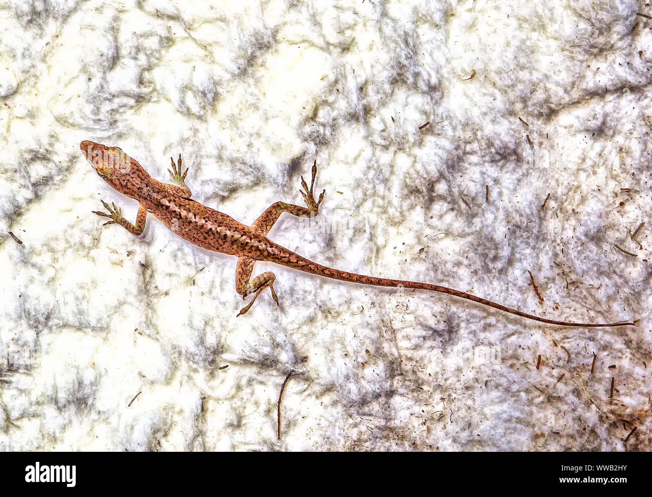 Creepy crawly hi-res stock photography and images - Alamy