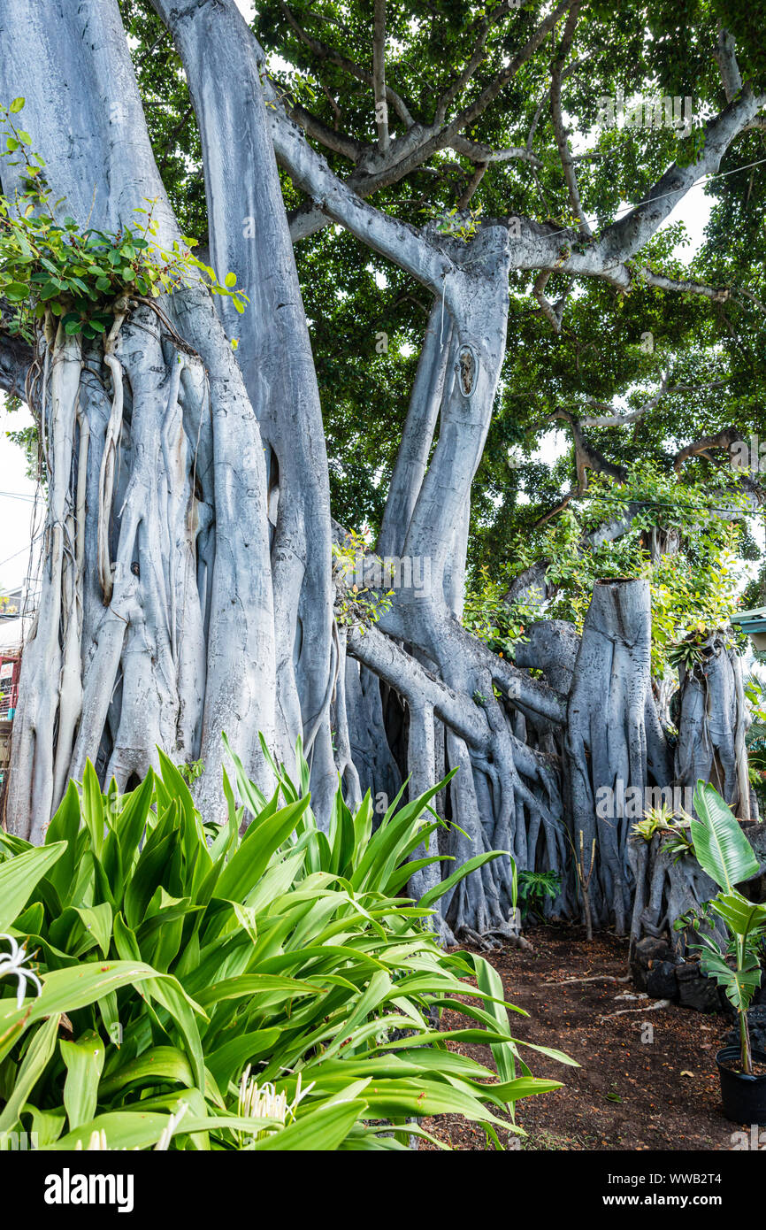 Koa Tree Hawaii High Resolution Stock Photography and Images - Alamy