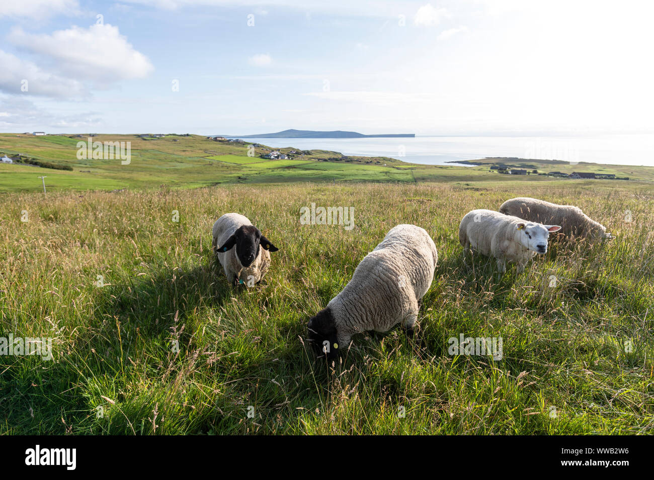 Sheep with black head in Mainland, Shetland islands, Scotland, UK Stock Photo - Alamy