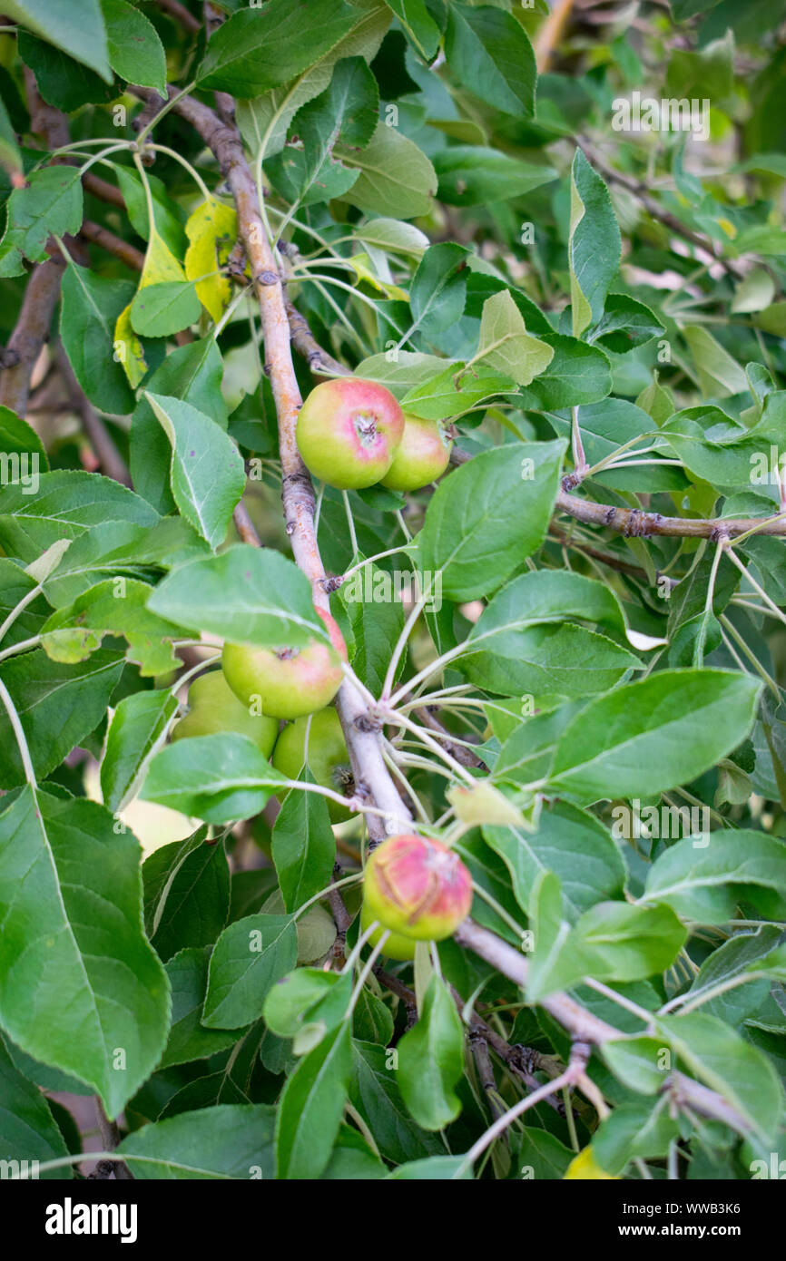 Tree branch full of crab apples Stock Photo - Alamy