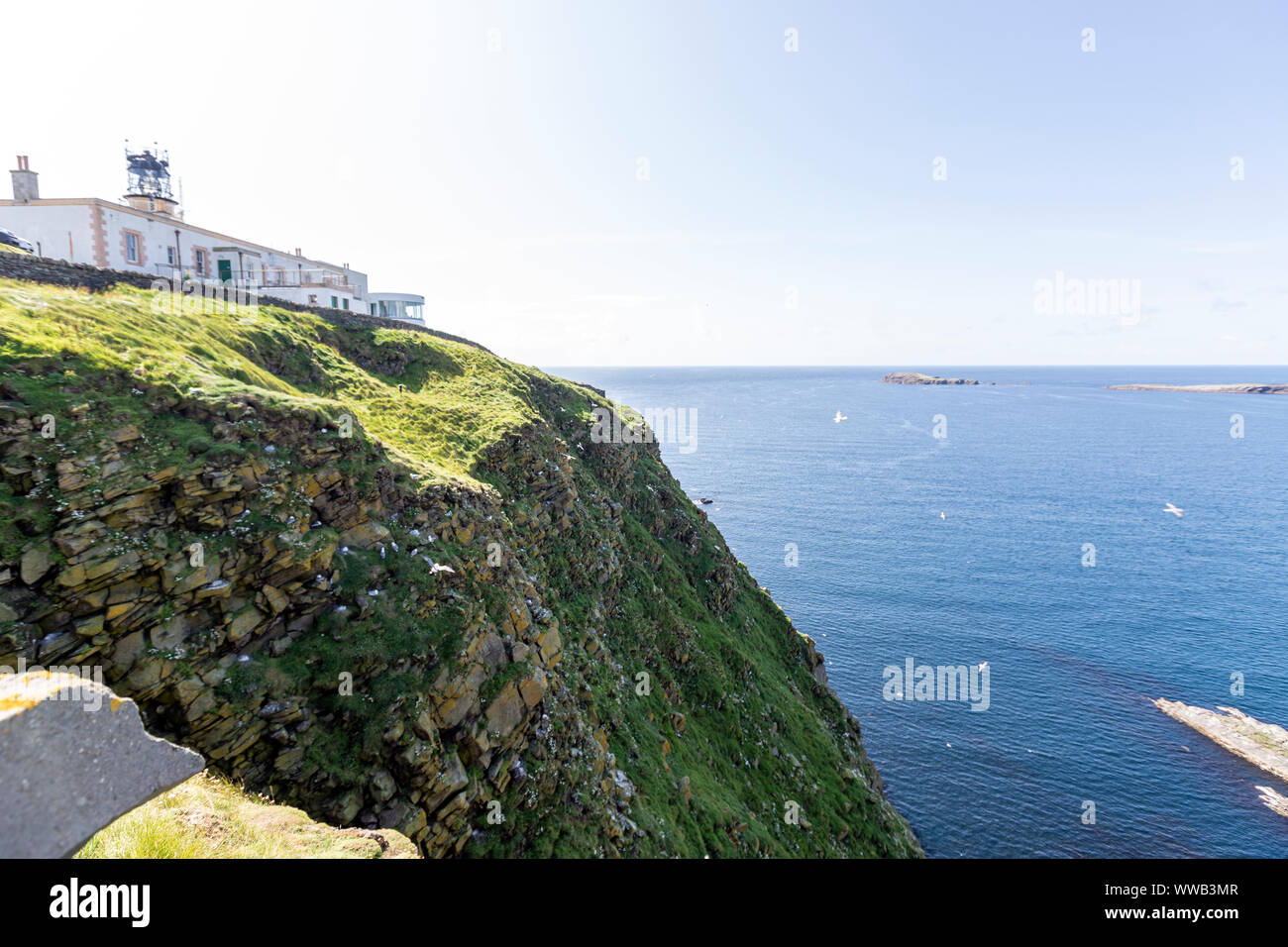 Wild life birds in cliff, RSPB Sumburgh Head, Mainland, Shetland ...