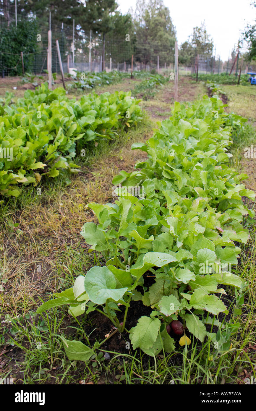 vegetable garden rows Stock Photo - Alamy