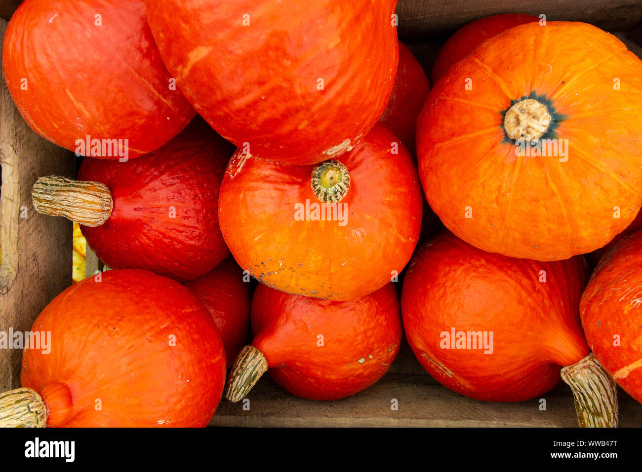 Onion squash hi-res stock photography and images - Alamy