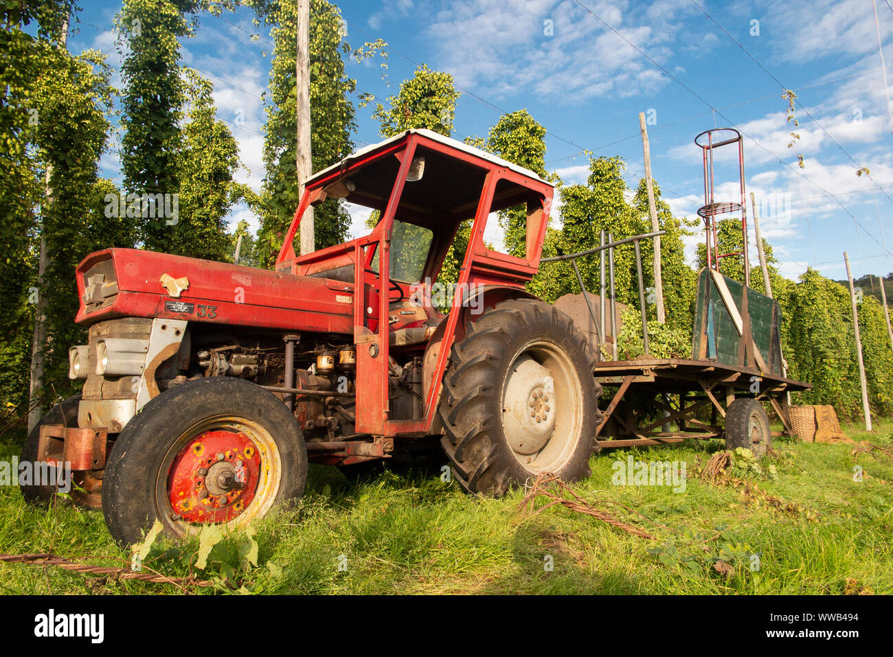 Hop picking kent england hop hi-res stock photography and images - Alamy