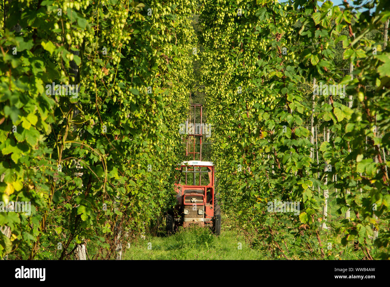 A tractor and trailer in Kent in the midst of collecting the hop ...