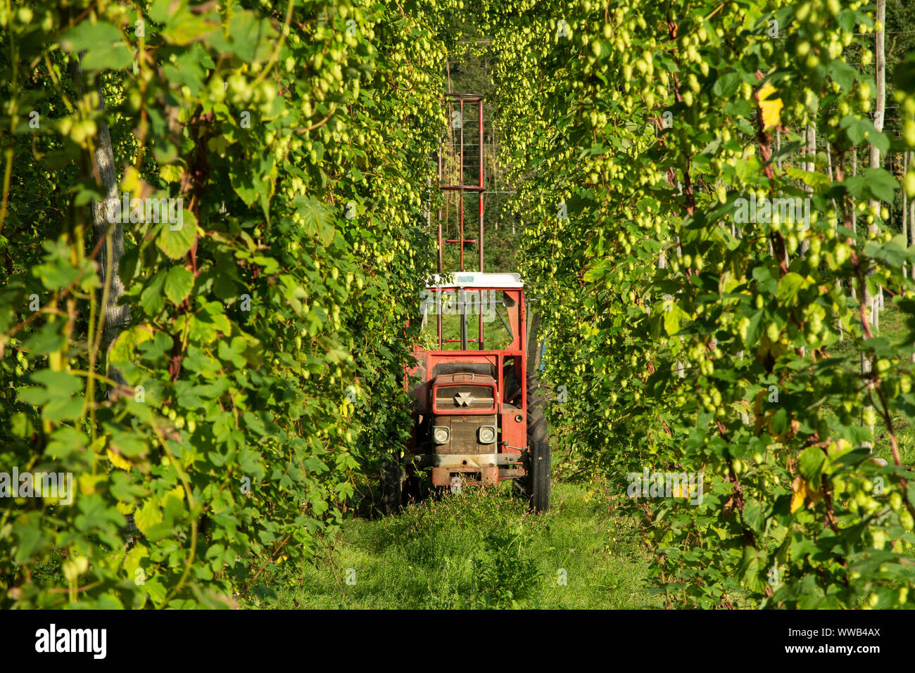A tractor and trailer in Kent in the midst of collecting the hop ...