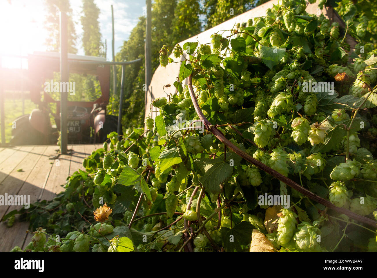 Hop production hi-res stock photography and images - Alamy