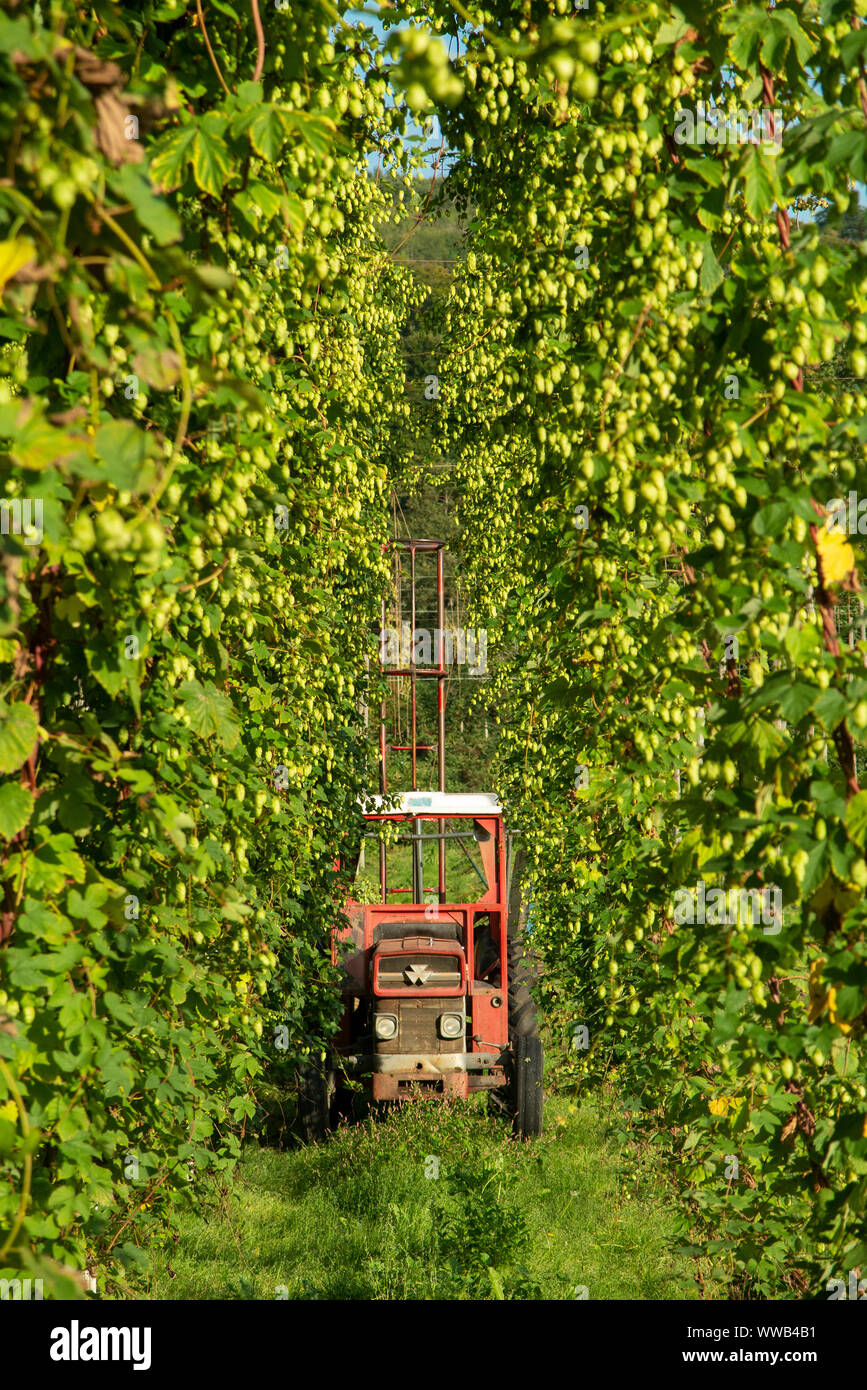 A tractor and trailer in Kent in the midst of collecting the hop ...