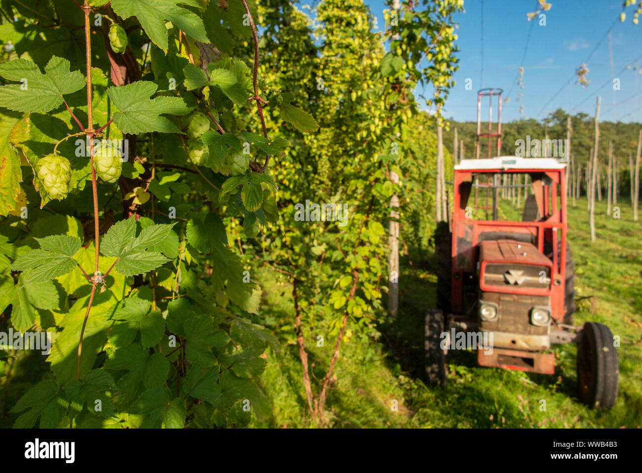 A tractor and trailer in Kent in the midst of collecting the hop ...