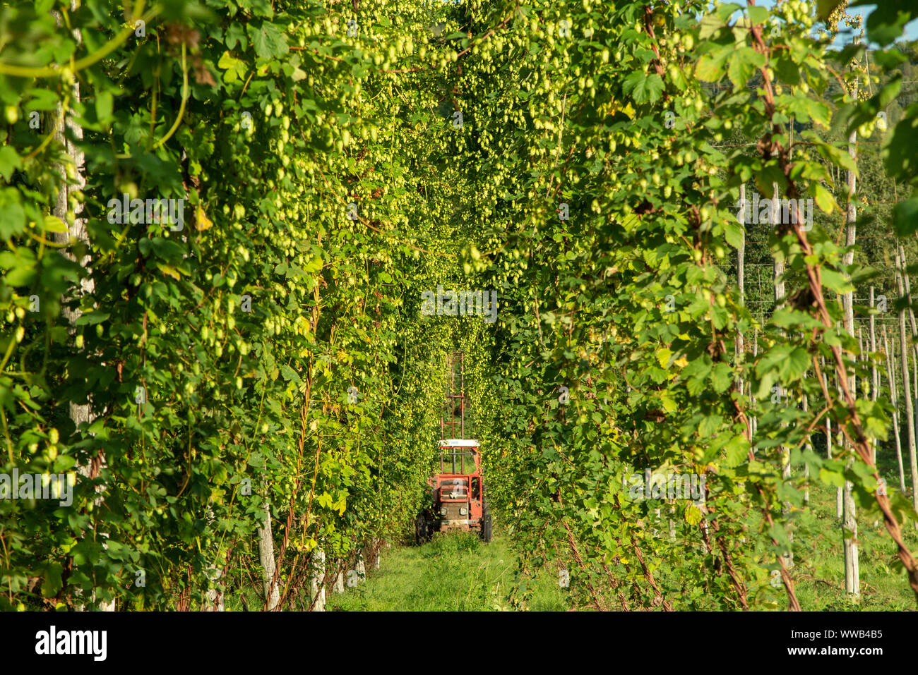 A tractor and trailer in Kent in the midst of collecting the hop ...