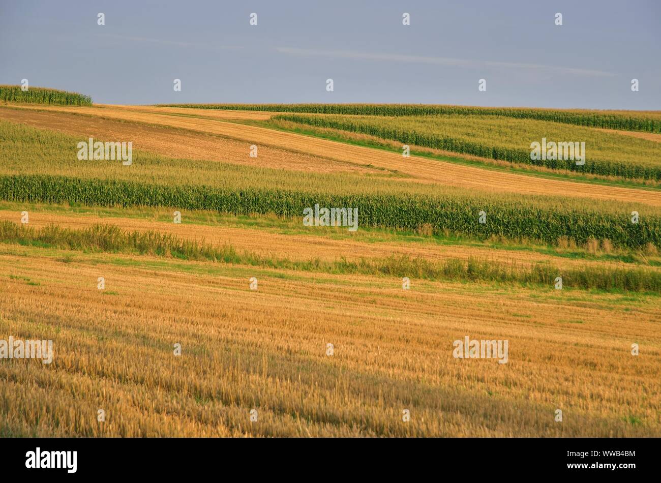 Beautiful summer afternoon landscape. Golden illuminated farmland in ...