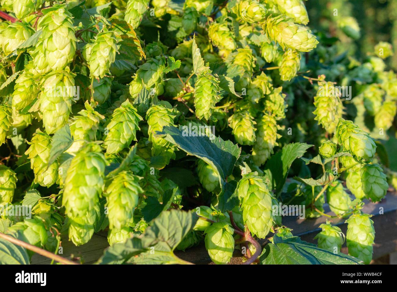 Sack of hops hi-res stock photography and images - Alamy