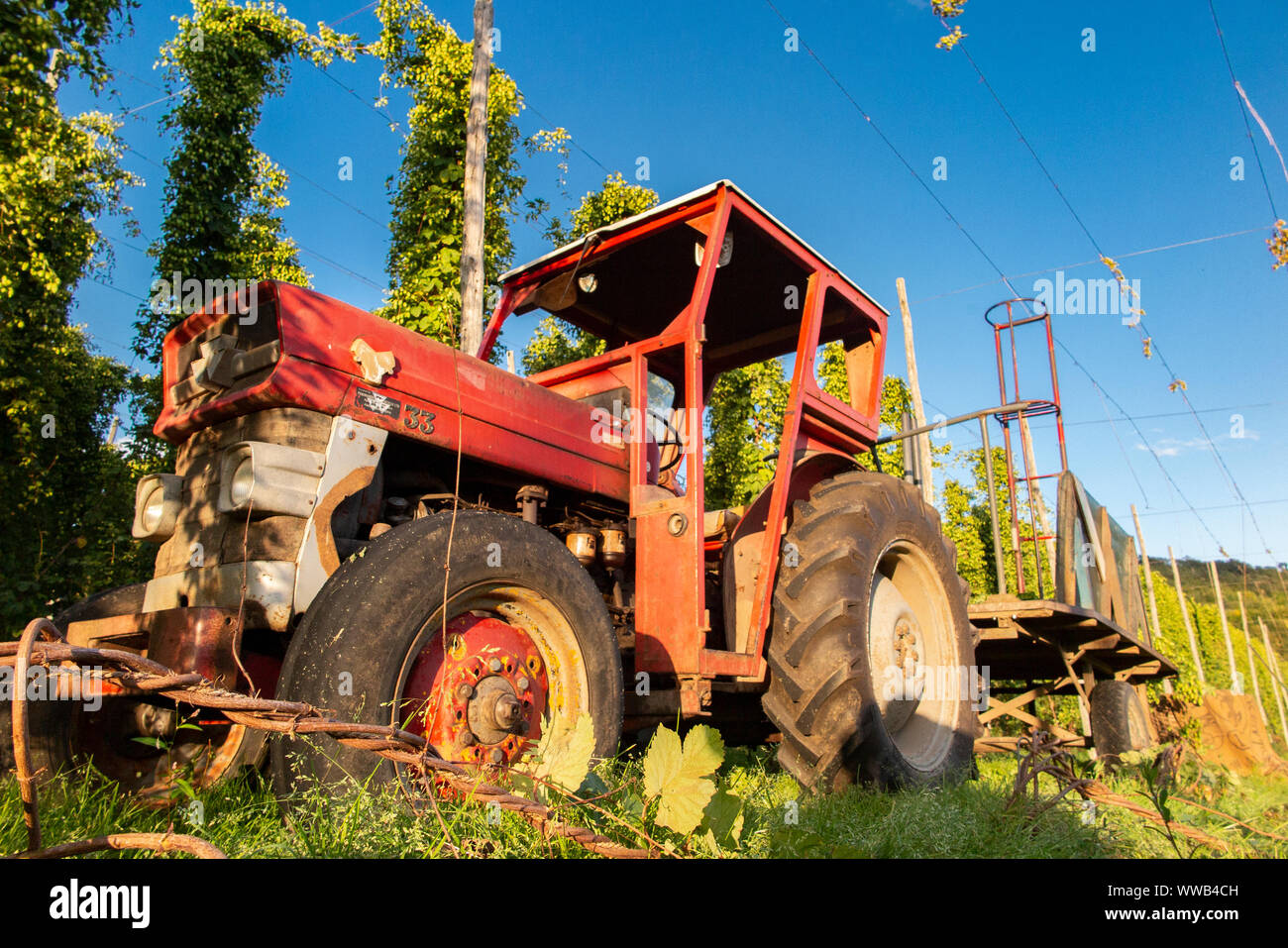 A tractor and trailer in Kent in the midst of collecting the hop ...