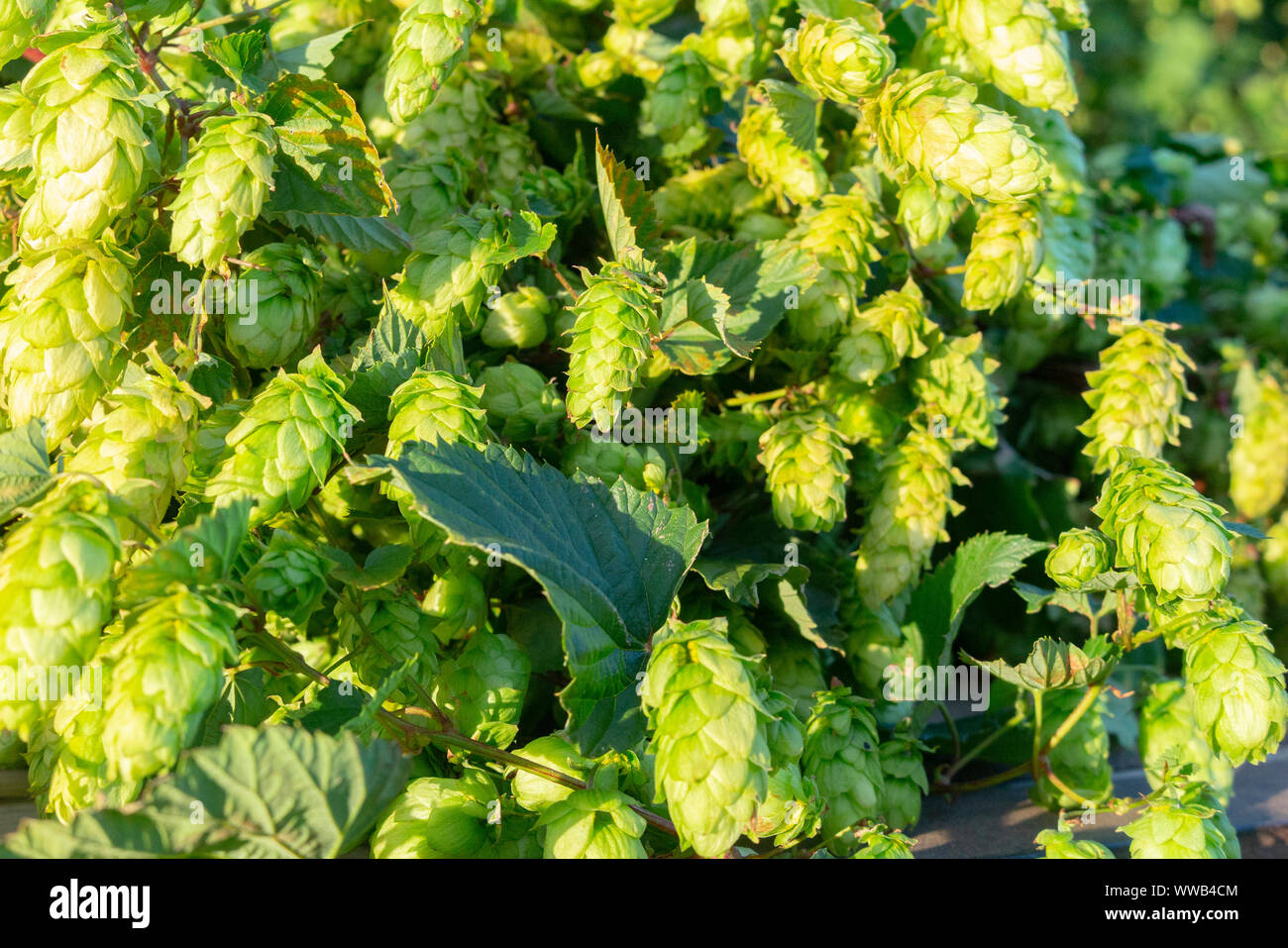Hops uk autumn hi-res stock photography and images - Alamy