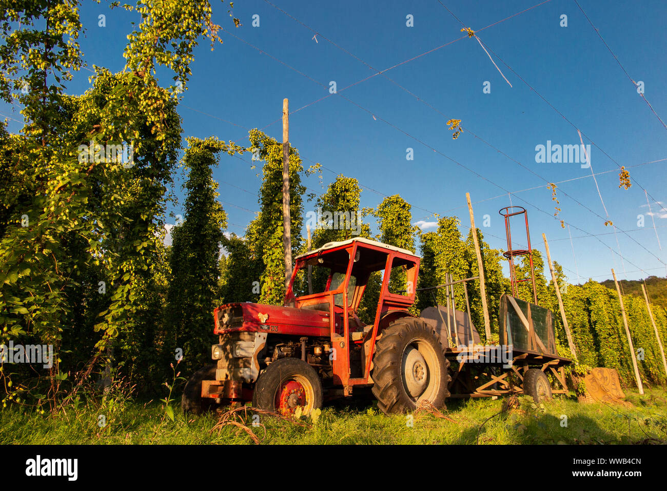 A tractor and trailer in Kent in the midst of collecting the hop ...