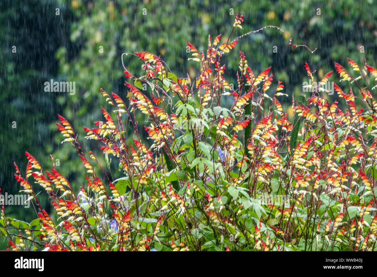 Firecracker Vine High Resolution Stock Photography and Images - Alamy