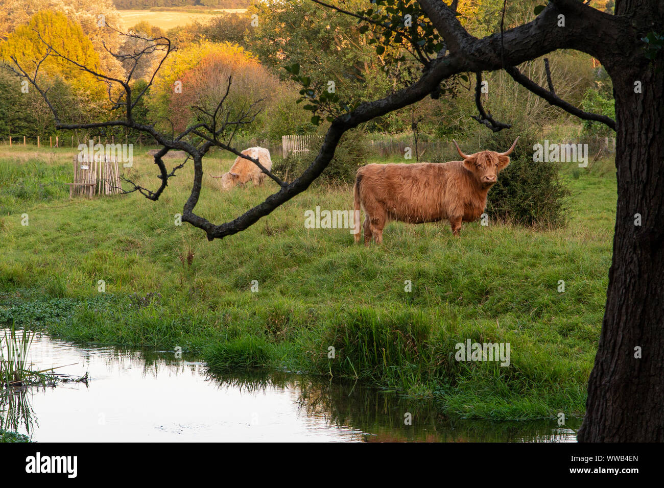 One horned cow hi-res stock photography and images - Alamy