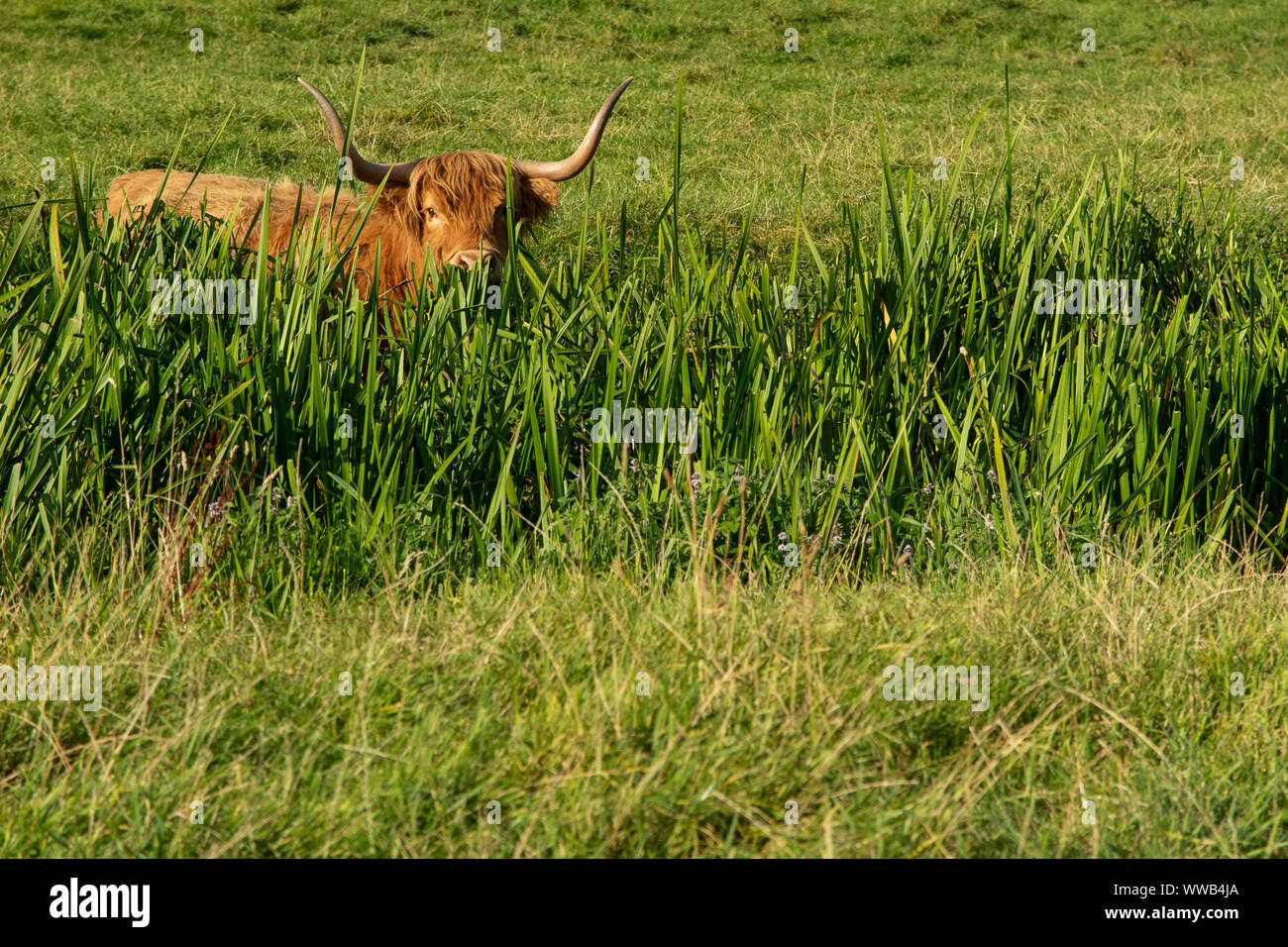 One horned cow hi-res stock photography and images - Alamy